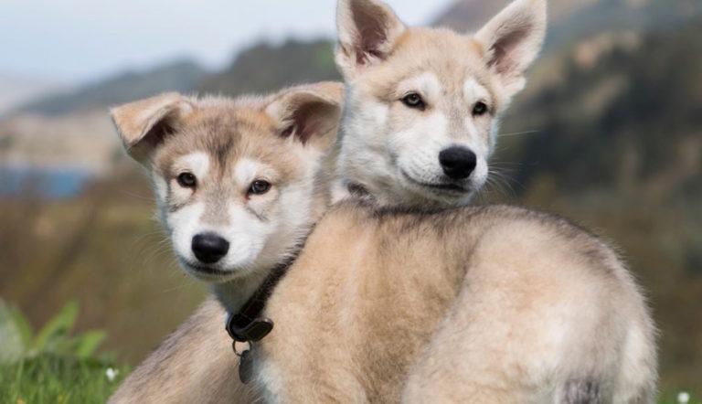 Season 4 Casting Has Officially Begun! Young Ian Gets His Rollo (x 2 ...